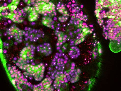 detecting cell divisions in living brains using ai elife science
