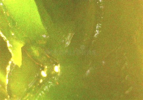 Seaweed Kelp In Detail Vegan Food Image Under The Microscope Micro