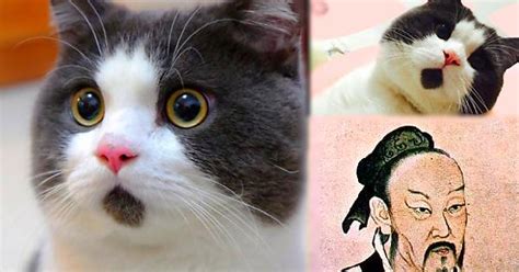 Mee Meow Meow Ancient Chinese Philosopher Cat Imgur