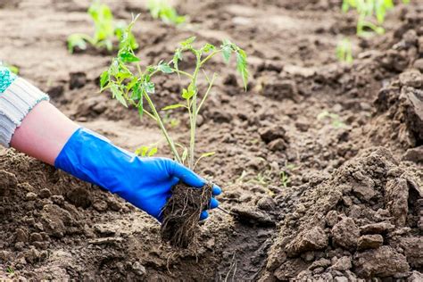 Premium Photo Woman Planting A Tomato Seedling In The Vegetable