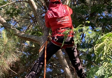 Tree Removal Loganville Ga Safe And Affordable Tree Removal
