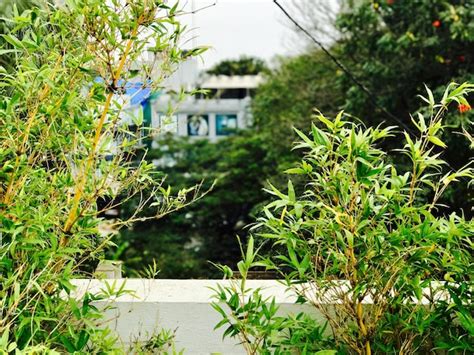 Premium Photo Plants Growing By Building