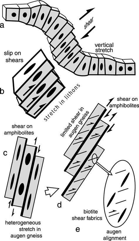 A Qualitative Model For Partitioning Heterogeneous Layer Elongation On Download Scientific