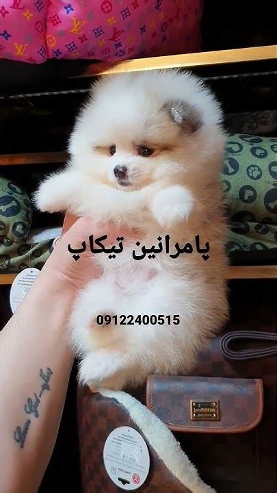 فروش سگ پامرانین خرسی سایز تیکاپ جنسیت نر دوماهه 09122400515 Site