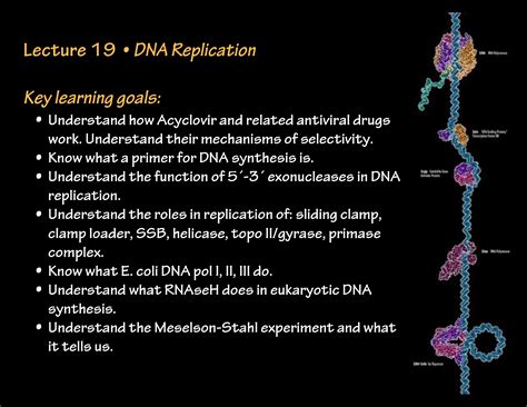 SOLUTION Dna Replication Biochemistry Lecture Notes Studypool