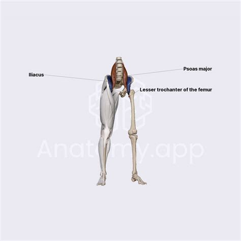 Iliacus Muscle Anatomyapp