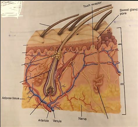 Chapter 5 Diagram Quizlet