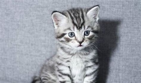 狸花猫与美短虎斑大PK分别来自中国和美国的小土猫要如何区别 花纹 头部 感觉