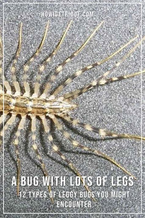 A Bug With Lots Of Legs 12 Types Of Leggy Bugs You Might Encounter