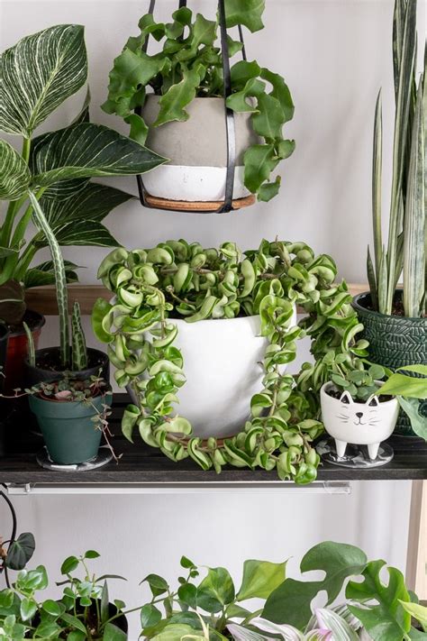 16 Non Toxic Plants For Cats To Add To Your Houseplant Collection Now