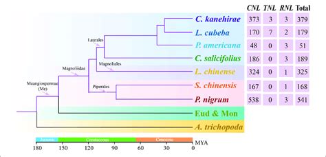 The Phylogenetic Tree Of Angiosperms Such As Seven Investigated