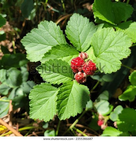 43 Razberry Images, Stock Photos & Vectors | Shutterstock