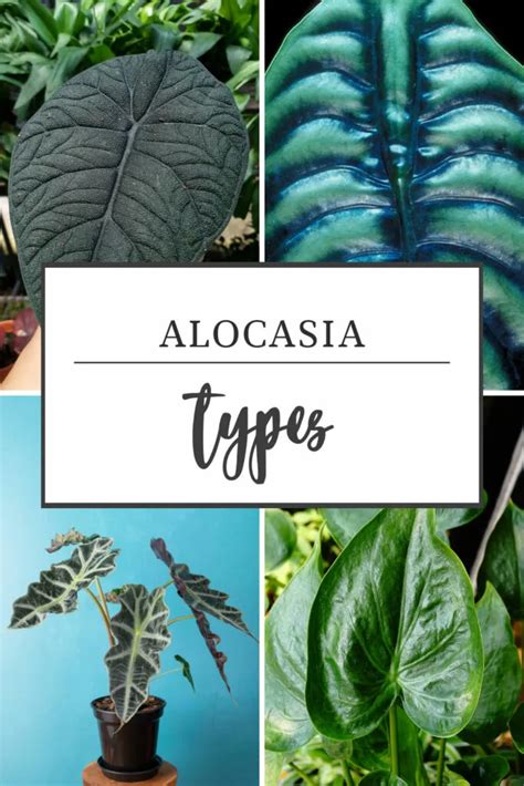 Alocasia Varieties A Comprehensive Guide To Different Types Of