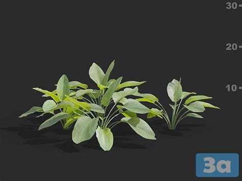 Download Free 3d Tree Sketchup Model 3aaa Cloud