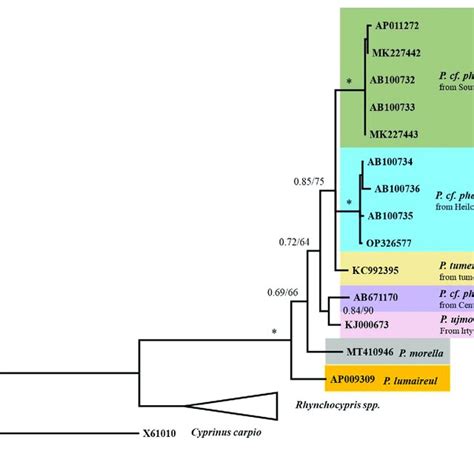 A Bayesian Inference Bi Tree Of Far Eastern Phoxinins Based On Mtdna