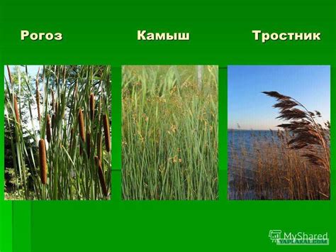 Чем отличается камыш от рогоза и тростника ботаническая характеристика