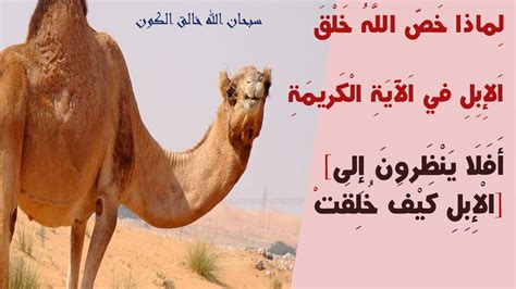 لماذا خص الله خلق الإبل في الآية الكريمة أفلا ينظرون إلى الإبل كيف خلقت