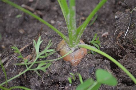 Чем подкормить морковь чтобы была крупной и сладкой Виктория Радзевская Дачные секреты Дзен