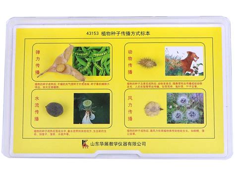 植物种子传播方式标本 山东华展教学仪器有限公司