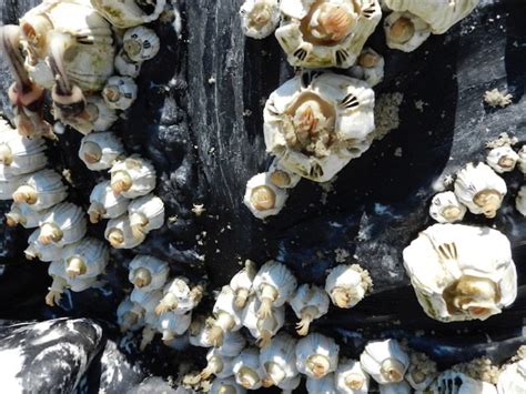 Barnacles On Whales