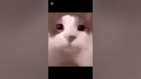 Litlight Litmemes Youtube