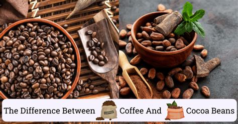Coffee Beans Vs Cocoa Beans Whats The Difference