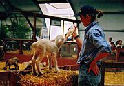 Categorybottle Feeding Lambs Wikimedia Commons