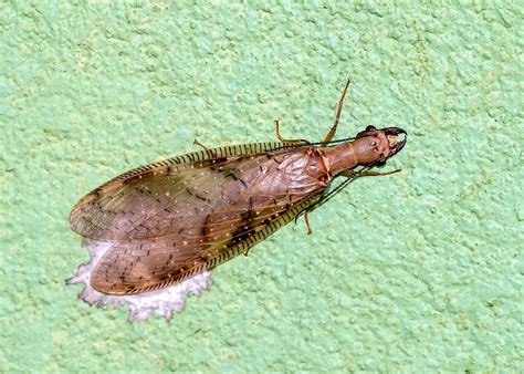 Discovering Dobsonfly Symbolism Your Spirit Animal