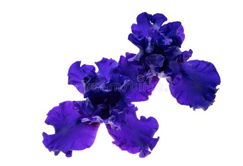 Azul De La Flor Iris Imagen De Archivo Imagen 318361553