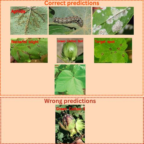 Image Classification With Web Dino