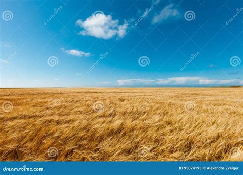 Золотые пшеничное поле и свет голубое небо Стоковое Изображение изображение насчитывающей