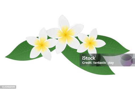 녹색 잎플루메리아 프랑지파니 꽃입니다 열대 꽃입니다 흰색 배경에 격리 벡터 그림입니다 0명에 대한 스톡 벡터 아트 및 기타 이미지 Istock