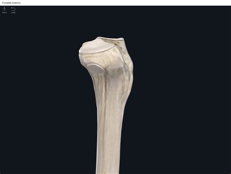 Tibia Bone