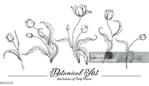 스케치 플로럴 장식 세트 튤립 꽃 도면 흰색 배경에 고립 된 라인 아트와 흑백 손으로 그린 식물 삽화 요소 벡터입니다 0명에 대한 스톡 벡터 아트 및 기타 이미지 Istock