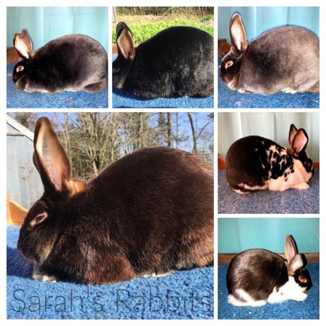 Broken Satin Rabbit Colors