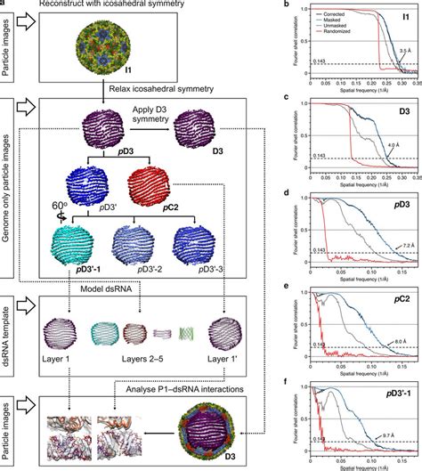 Asymmetric Reconstruction Of The ɸ6 Genome A The Icosahedral Symmetry