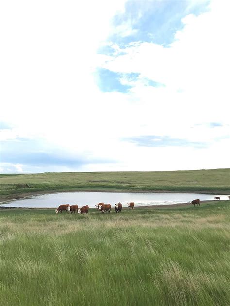 Cattle Pictures Lazy Js Ranch