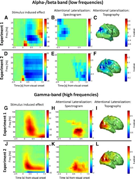 Stimulus And Attention Related Modulation Of Oscillatory Activity The