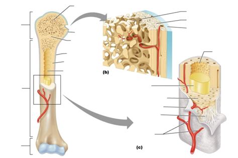 Long Bone Diagram Diagram Quizlet