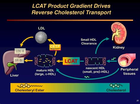 PPT Emerging Targets In HDL Modification Relevant Data From Development Programs PowerPoint