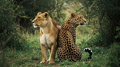 Big Big Big Cats