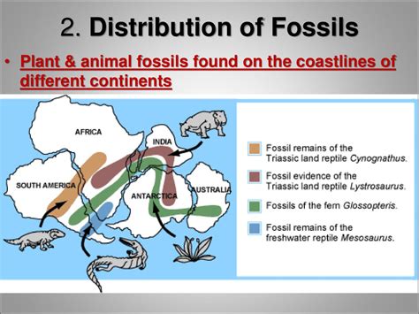 Ancient Fossils Continental Drift Theory At Nathaniel Birge Blog