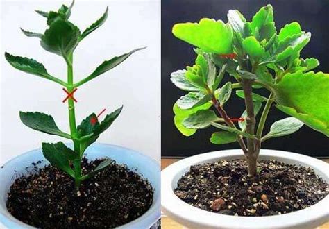 花螺如何剪尾巴图解 不剪尾巴的泰迪图片 如何制作手工尾巴 第14页 大山谷图库