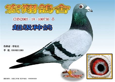 超级镇棚之宝种鸽图片 信鸽图片鸽王种鸽图片 飞山区种鸽眼志图片 第4页 大山谷图库