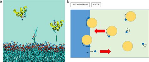 脂质辅助的蛋白质转运：由动力学实验和分子动力学模拟支持的扩散反应模型 The Journal Of Chemical Physics X Mol