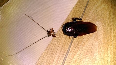 What Is This Cockroach Rwhatsthisbug