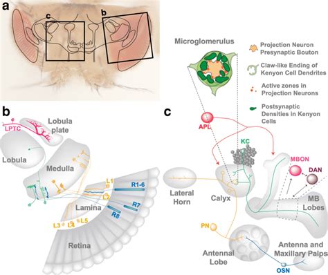Visual System And Olfactory Circuit In The Adult Fly Brain A Dorsal Download Scientific
