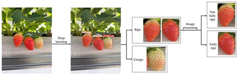 Strawberry Detection And Ripeness Classification Using Yolov8 Model