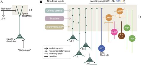 Layer 1 Neocortex Gating And Integrating Multidimensional Signals Neuron