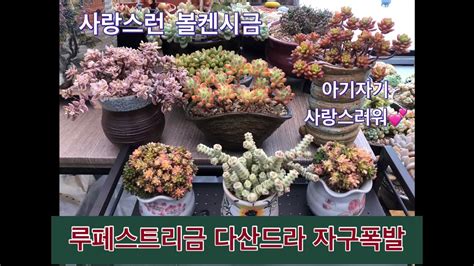 루페스트리금 자구를 이리 달아주나요소인제금이 분지해서 아주 풍성해졌어요볼켄시금조이스툴러을려심녹비단분갈이했어요 Youtube